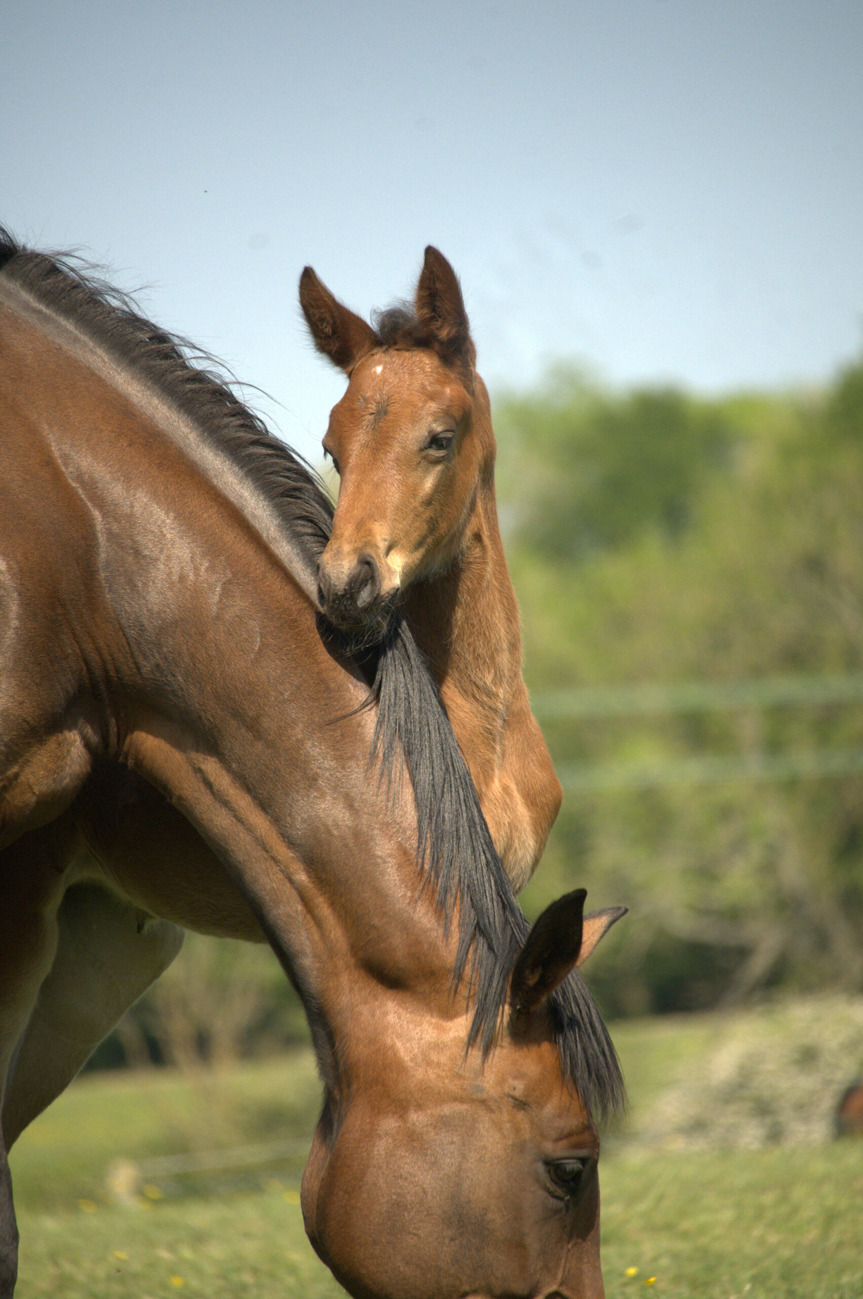 Top Quality Animal Feed for Farm & Stable