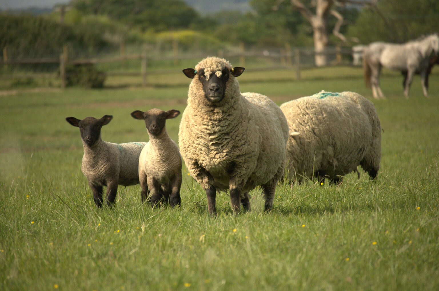 Top Quality Animal Feed for Farm & Stable