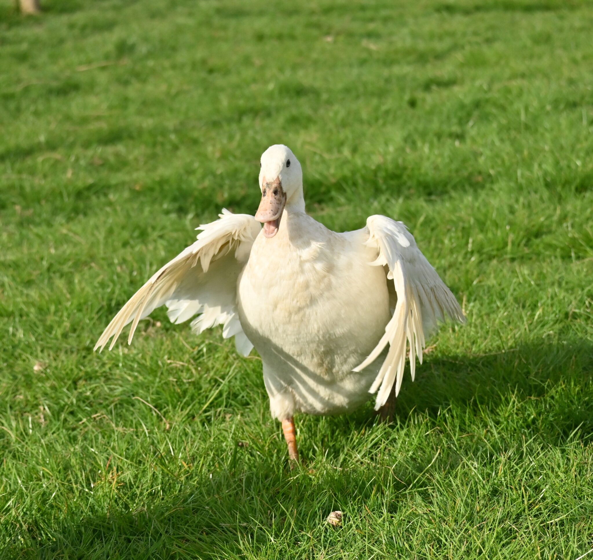 Top Quality Animal Feed for Farm & Stable