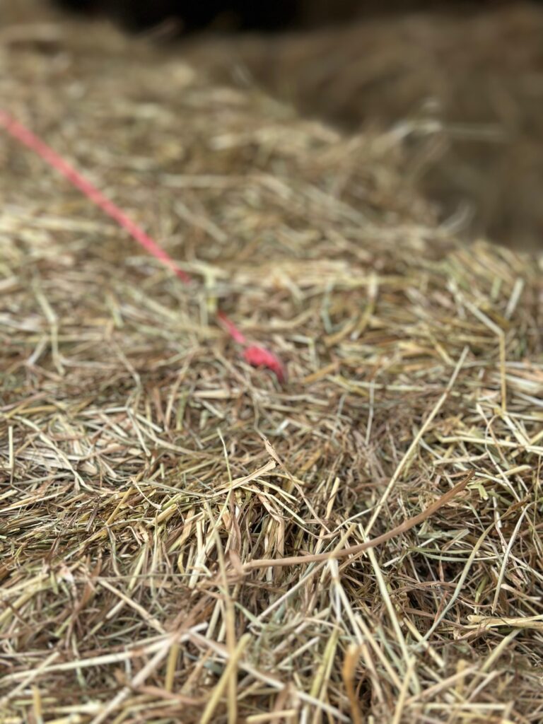 Small Bale Hay - Newdigate Feeds